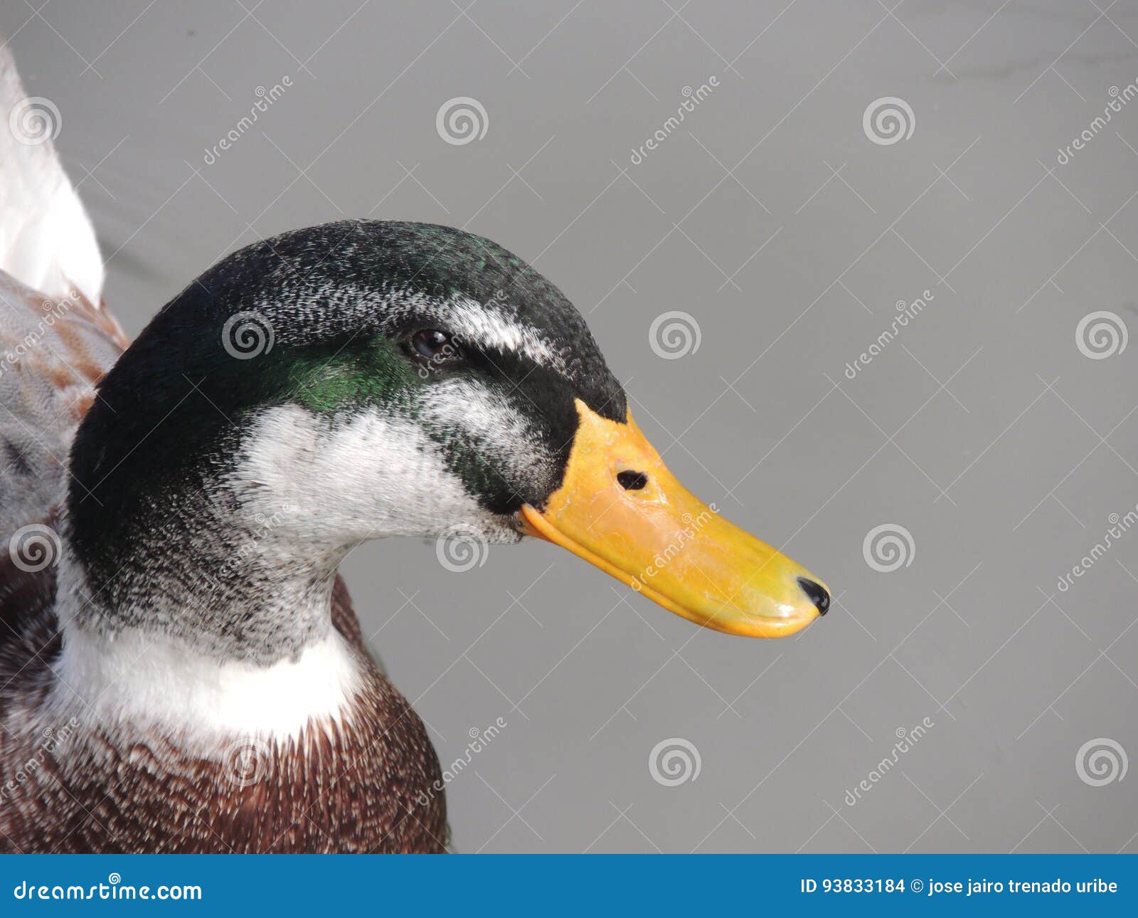 Duck stock photo. Image of animal, head, pardo, cafe - 93833184