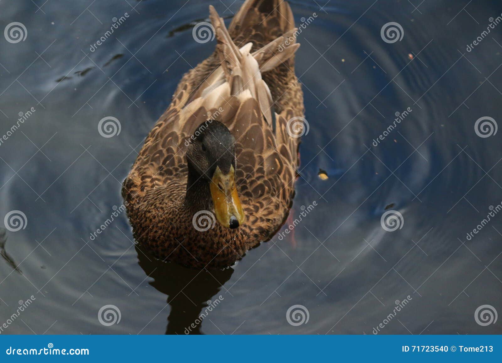 Duck stock photo. Image of duck, nature, feathered, feathers - 71723540