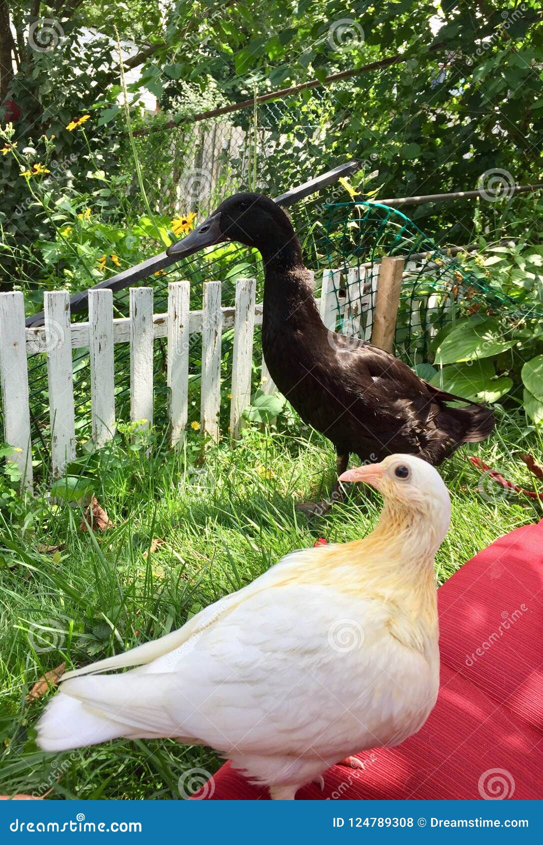 Duck and pigeon stock photo. Image of friends, pigeon - 124789308