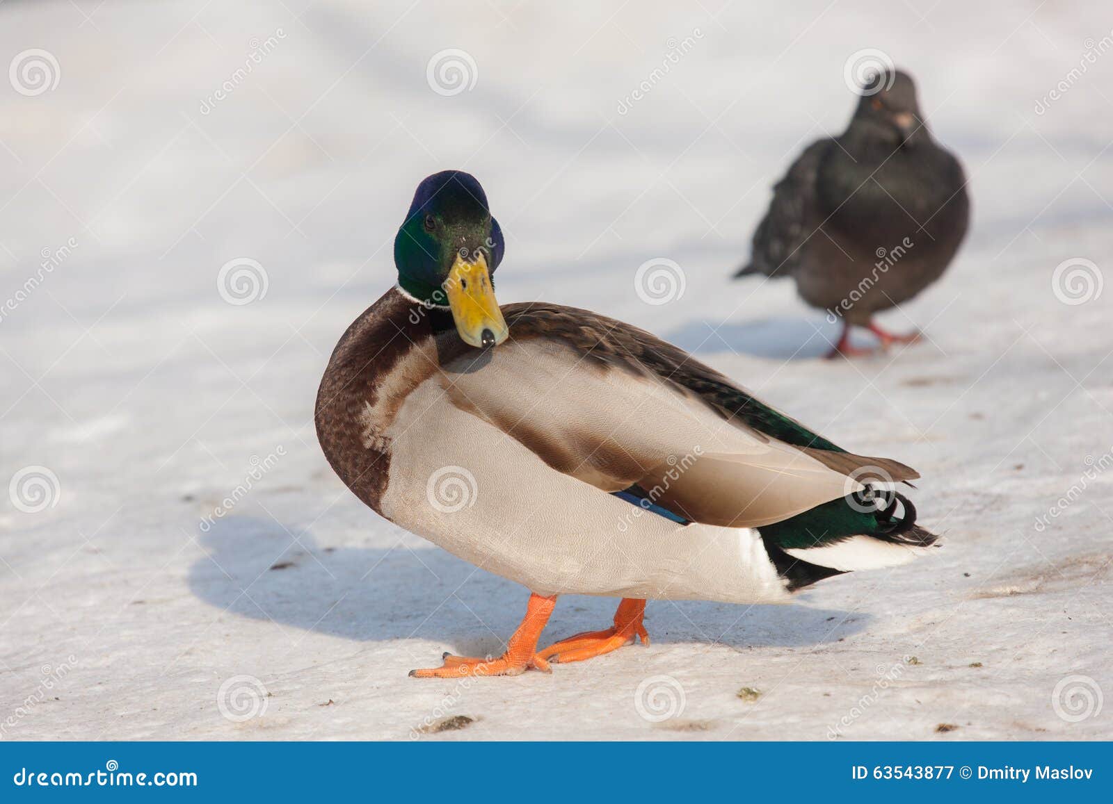 Duck and pigeon stock image. Image of closeup, duck, sunlight - 63543877