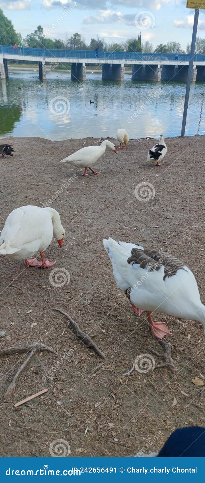 Duck place zoo stock image. Image of animal, chicken - 242656491