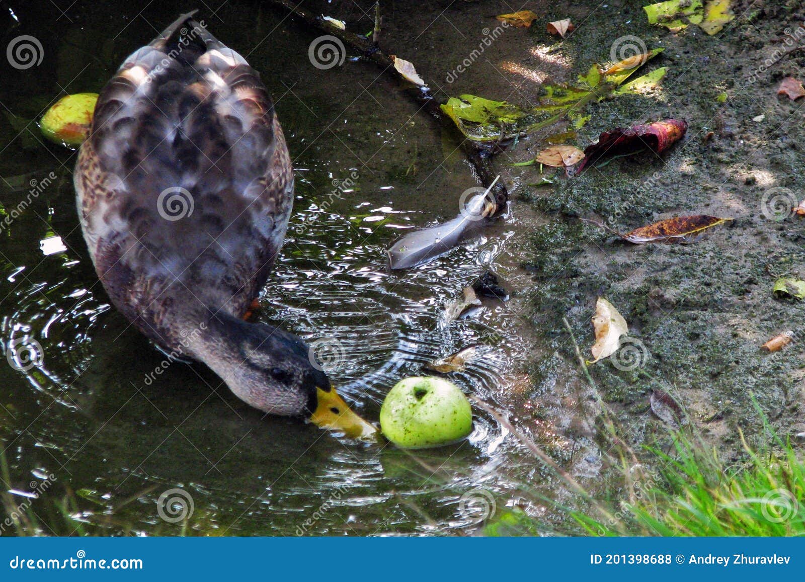 Duck Playing with an Apple on the Beach. Green Apple and Big Duck in ...