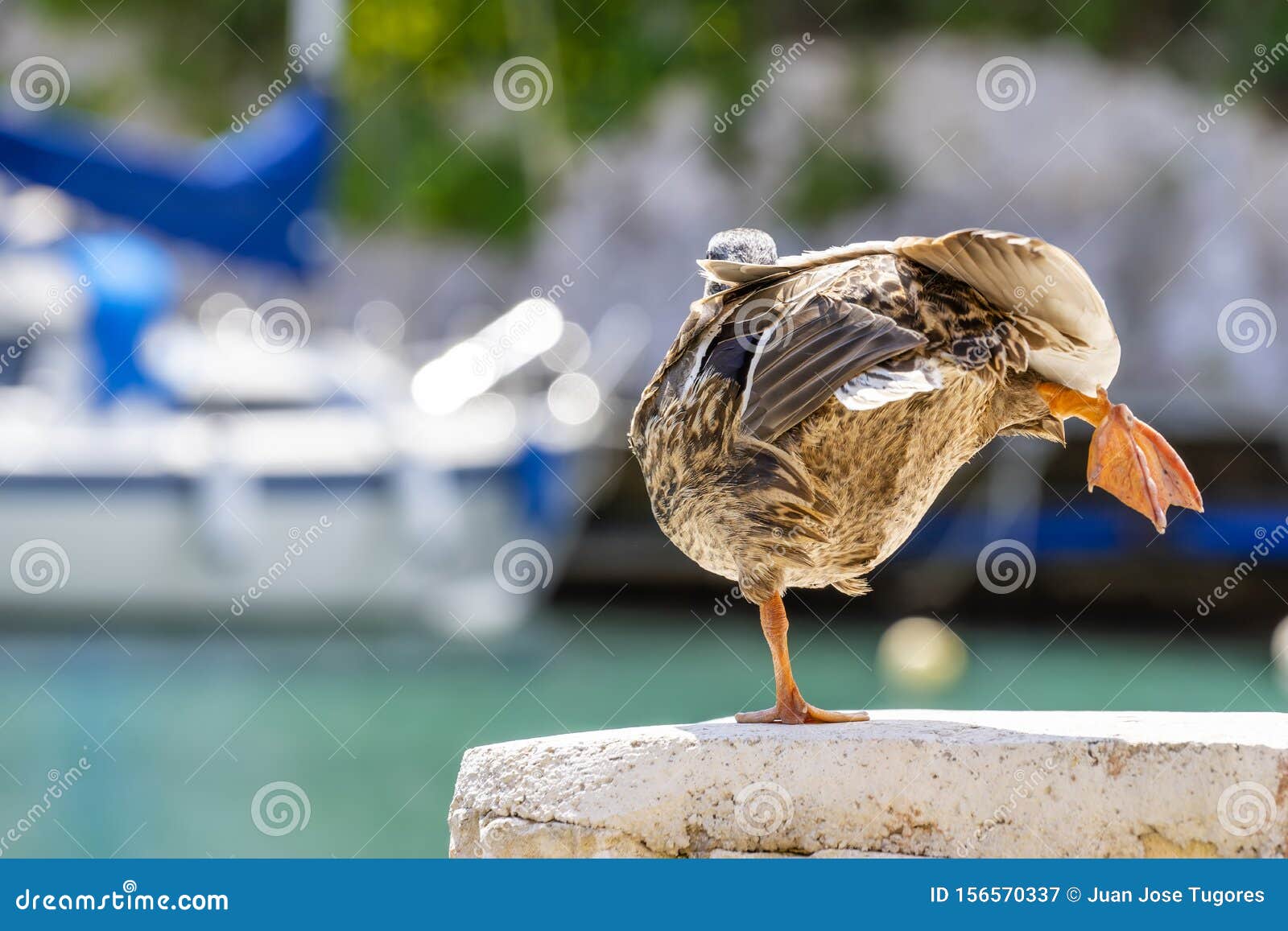 Duck playing stock image. Image of mallard, beautiful - 156570337