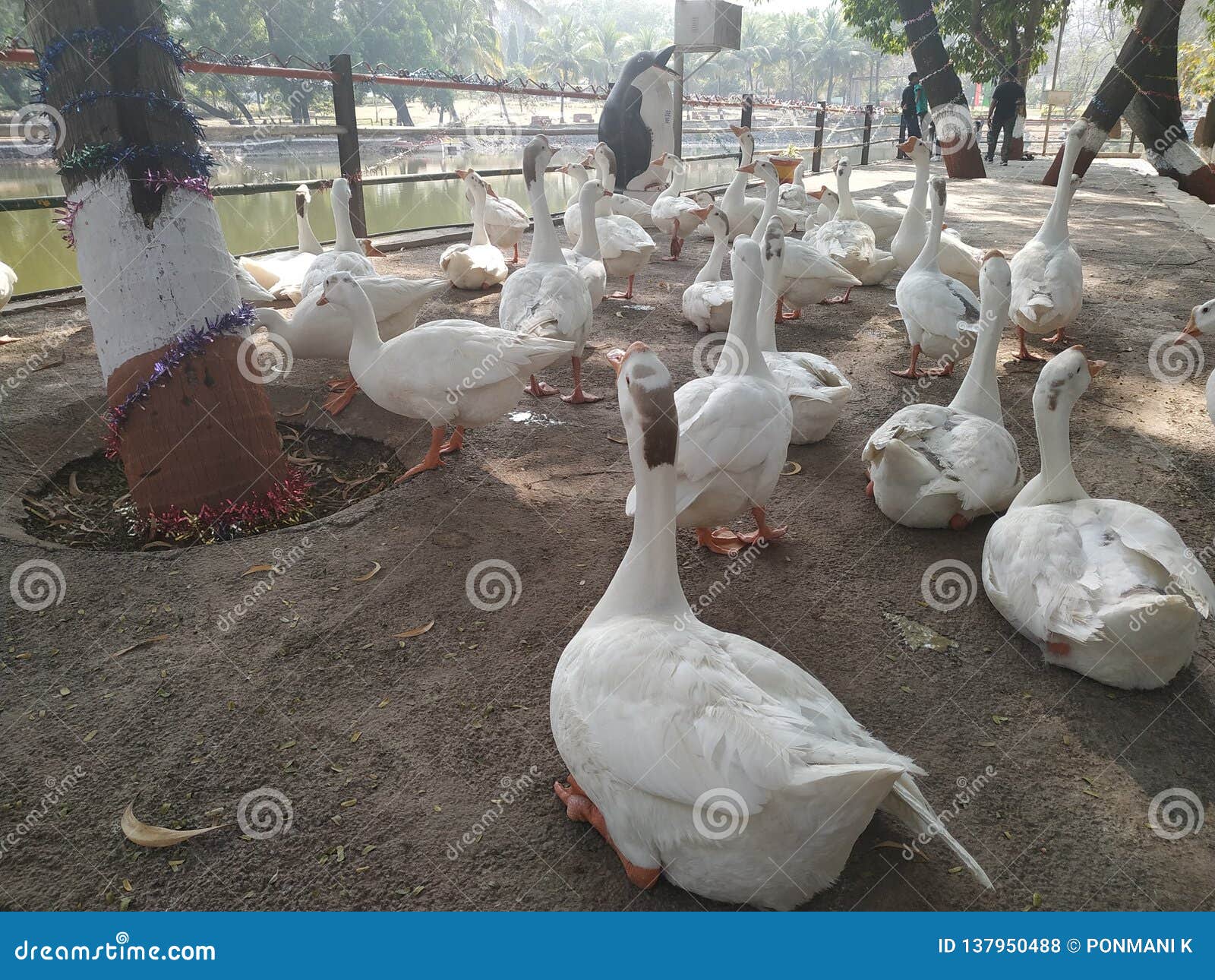 Duck stock photo. Image of anasplatyrhynchos, called - 137950488