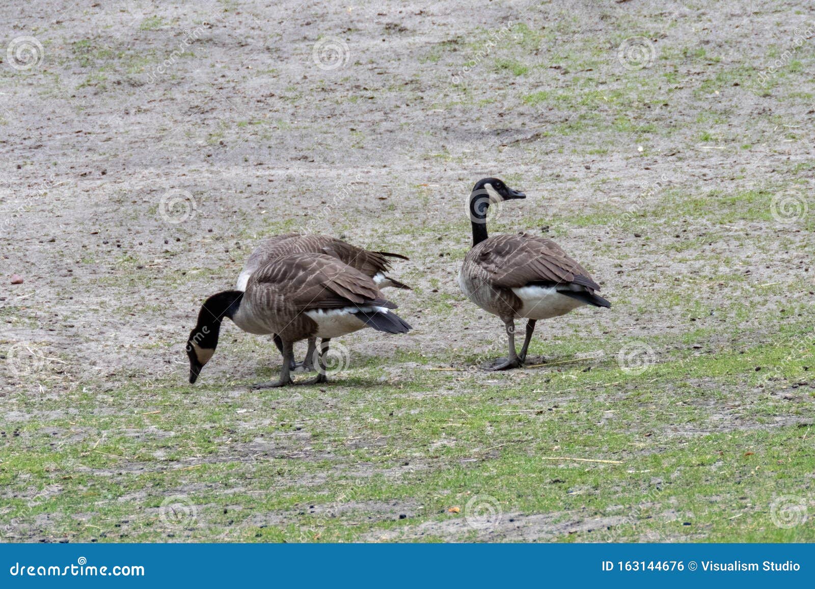 A Duck is Playing by the Lake Stock Photo - Image of baby, black: 163144676