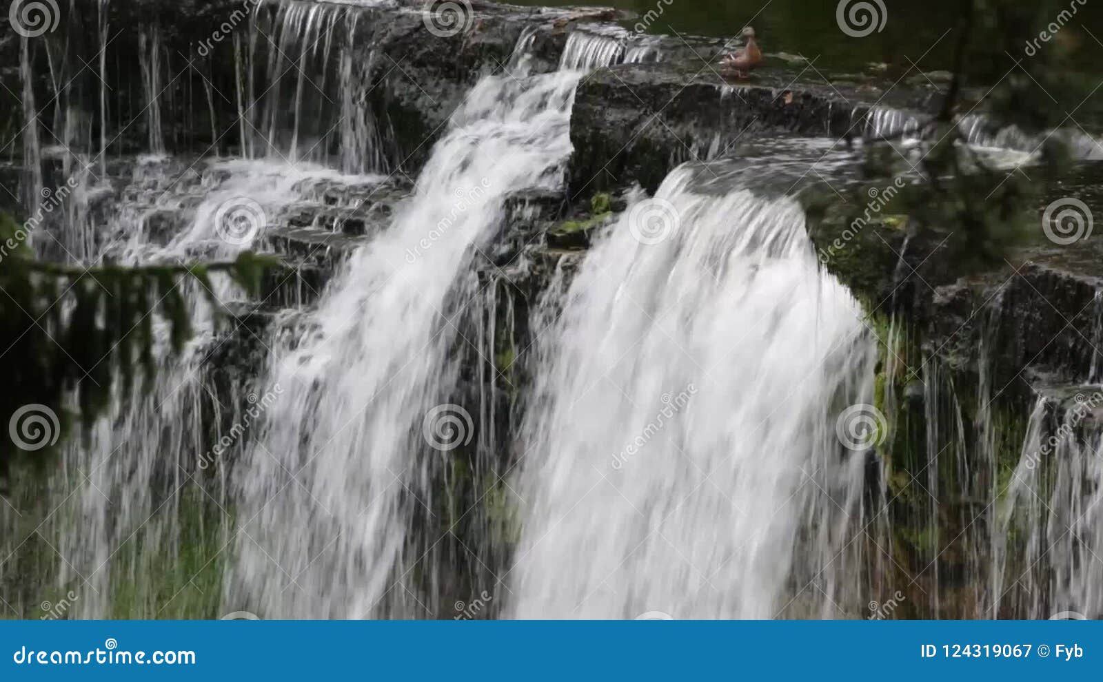 A Duck Playing in a Waterfall Stock Video - Video of beautiful, nature ...