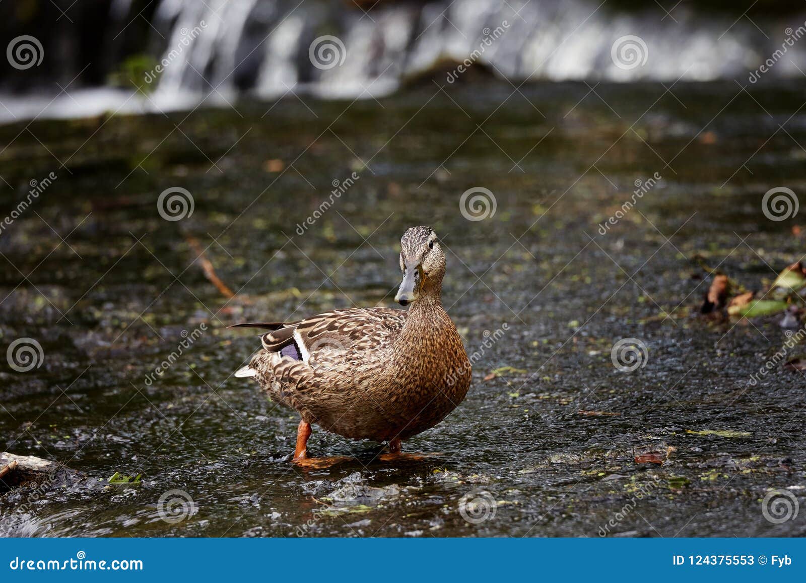 A Duck Playing in a Waterfall Stock Image - Image of colorful, outdoor ...