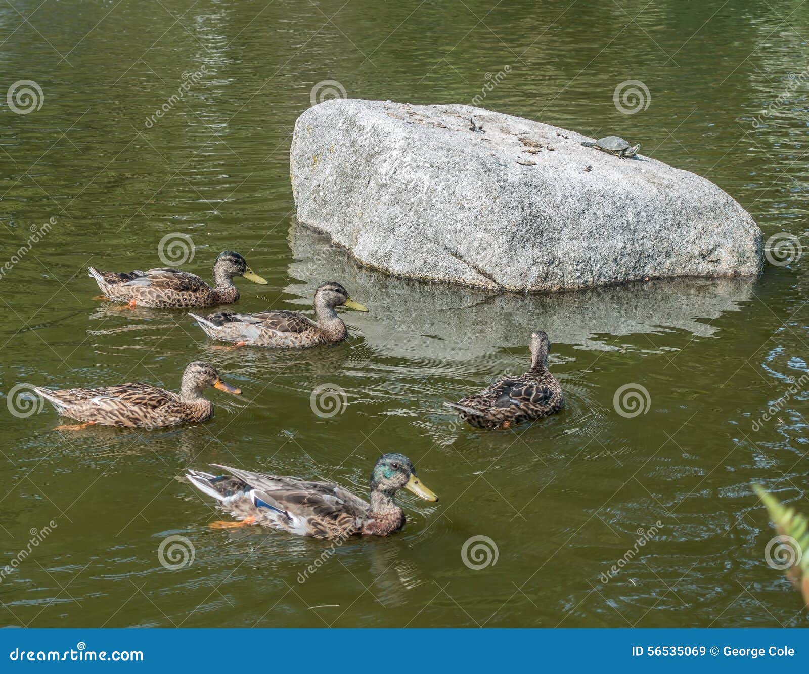 Duck At Point Defiance stockbild. Bild von punkt, tacoma - 56535069