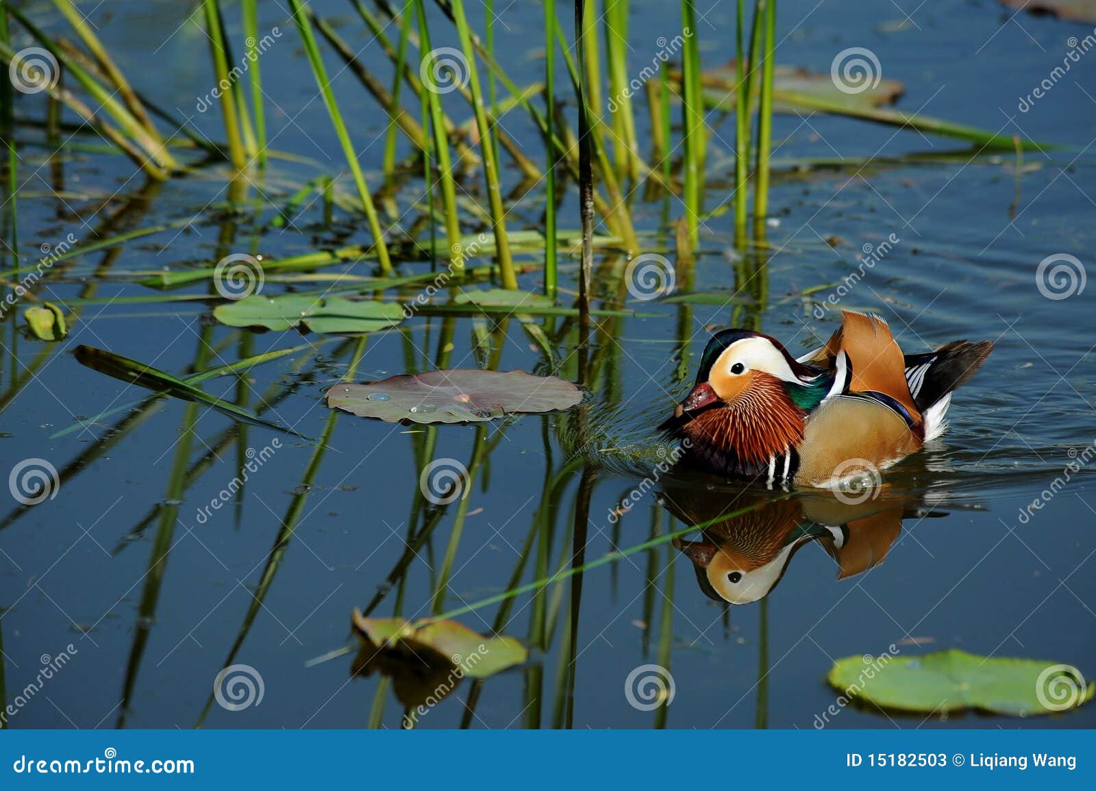 Duck pond stock image. Image of birds, colorful, leaf - 15182503