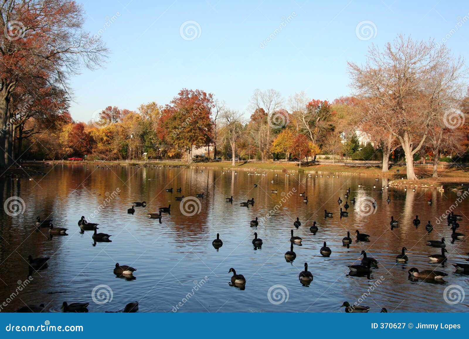 Duck Pond stock image. Image of autumn, time, geese, duck - 370627