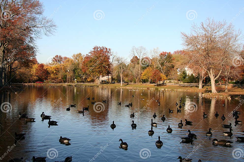 Duck Pond stock image. Image of autumn, time, geese, duck - 370627