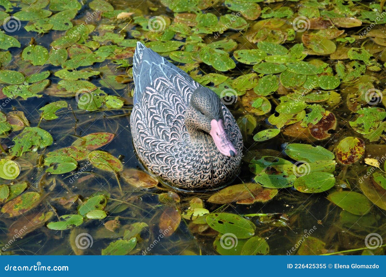Duck in the Pond, Artificial Bait for Real Ducks, Props of the Hunter ...