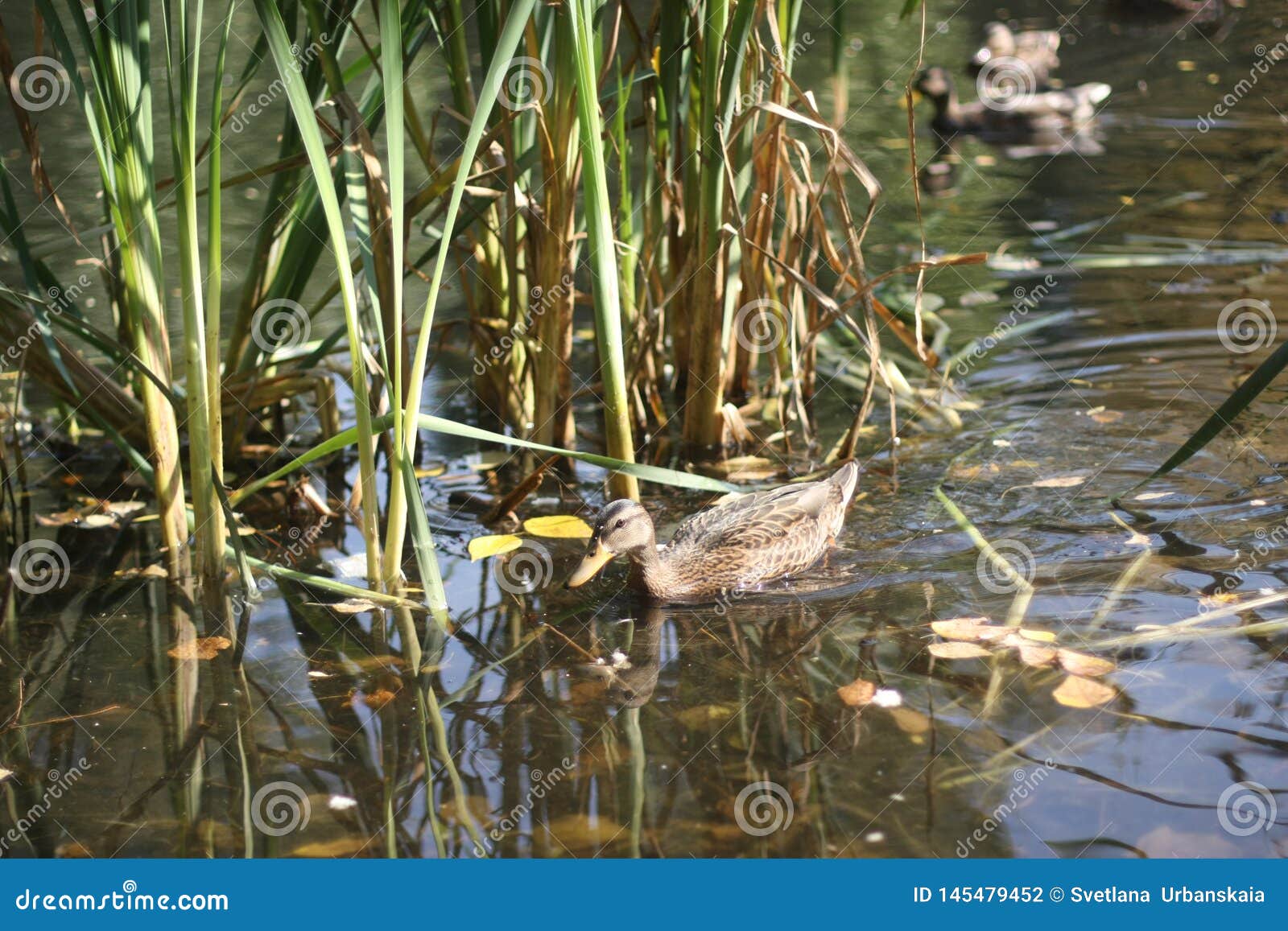 Duck in the Pond and Autumn Park Stock Photo - Image of rays, beautiful ...