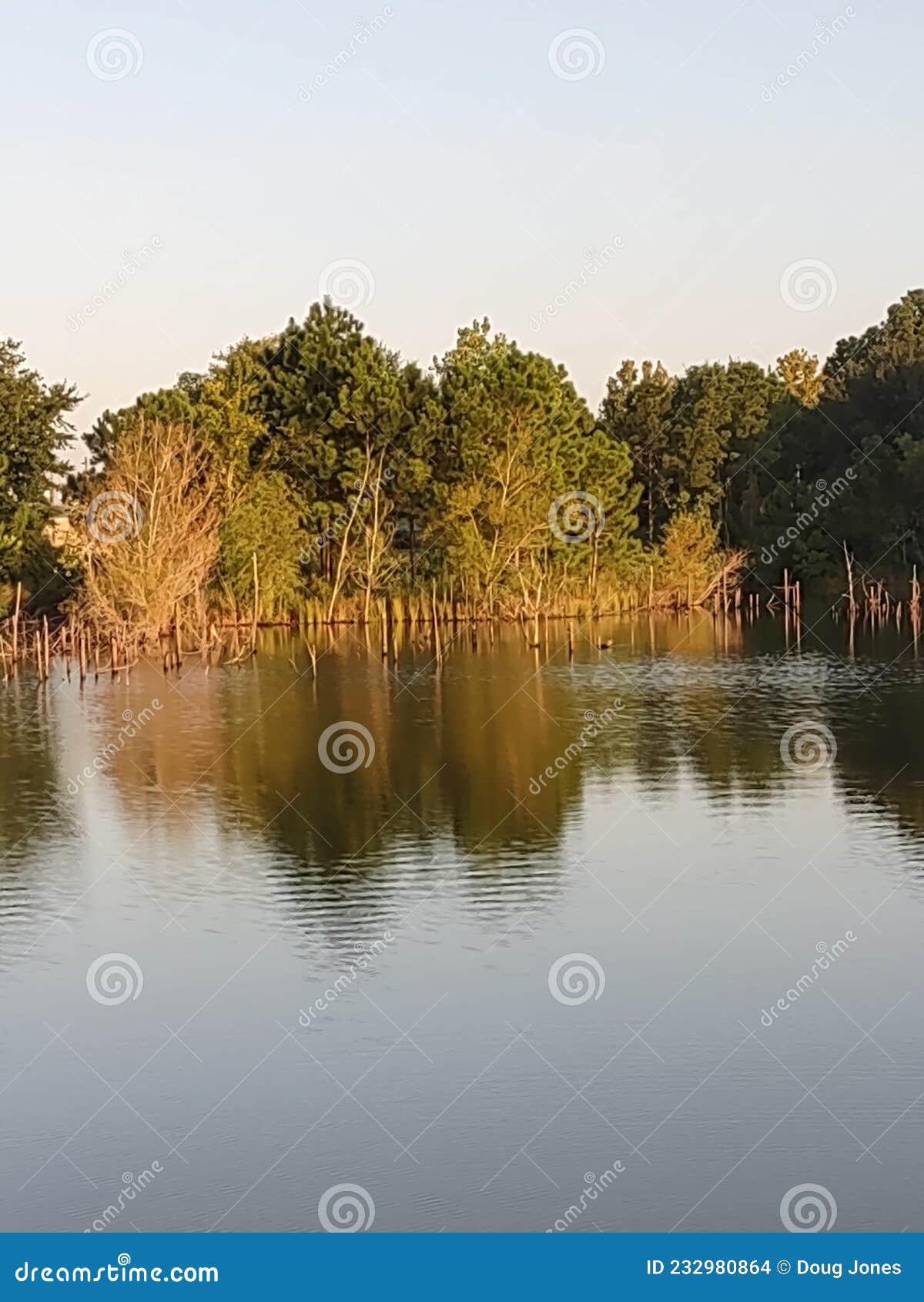 Duck pond cypress stock photo. Image of sunlight, nature - 232980864