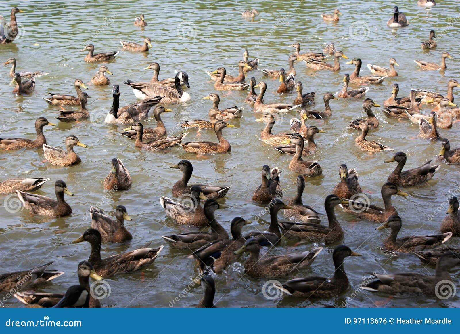 Duck pond stock photo. Image of black, mallards, canadian - 97113676