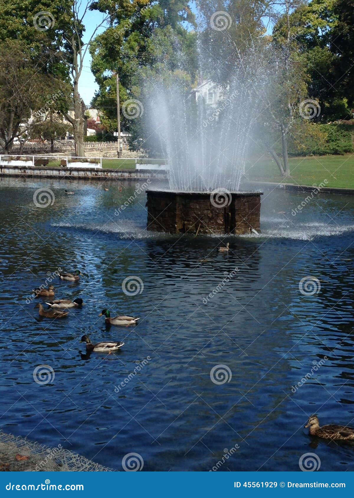Duck pond stock image. Image of fountain, pond, ducks - 45561929