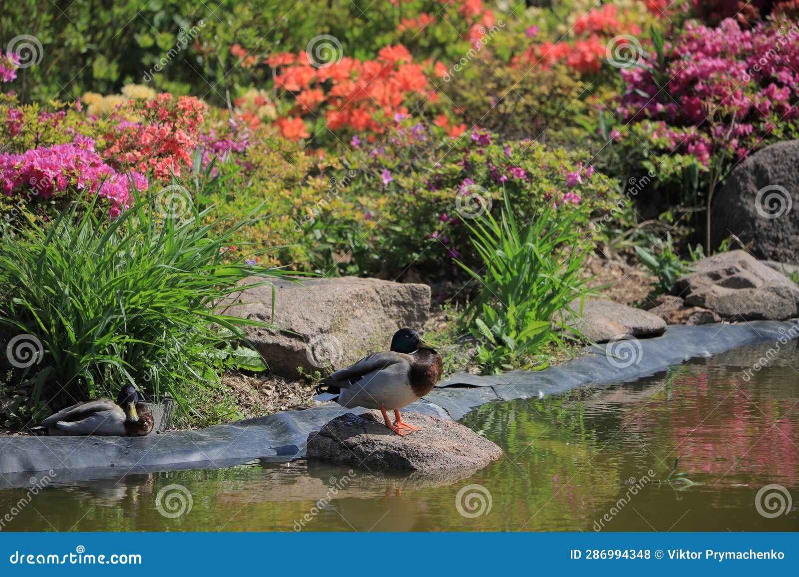 Duck on a Pond in a Summer Park Stock Photo - Image of ornithology ...