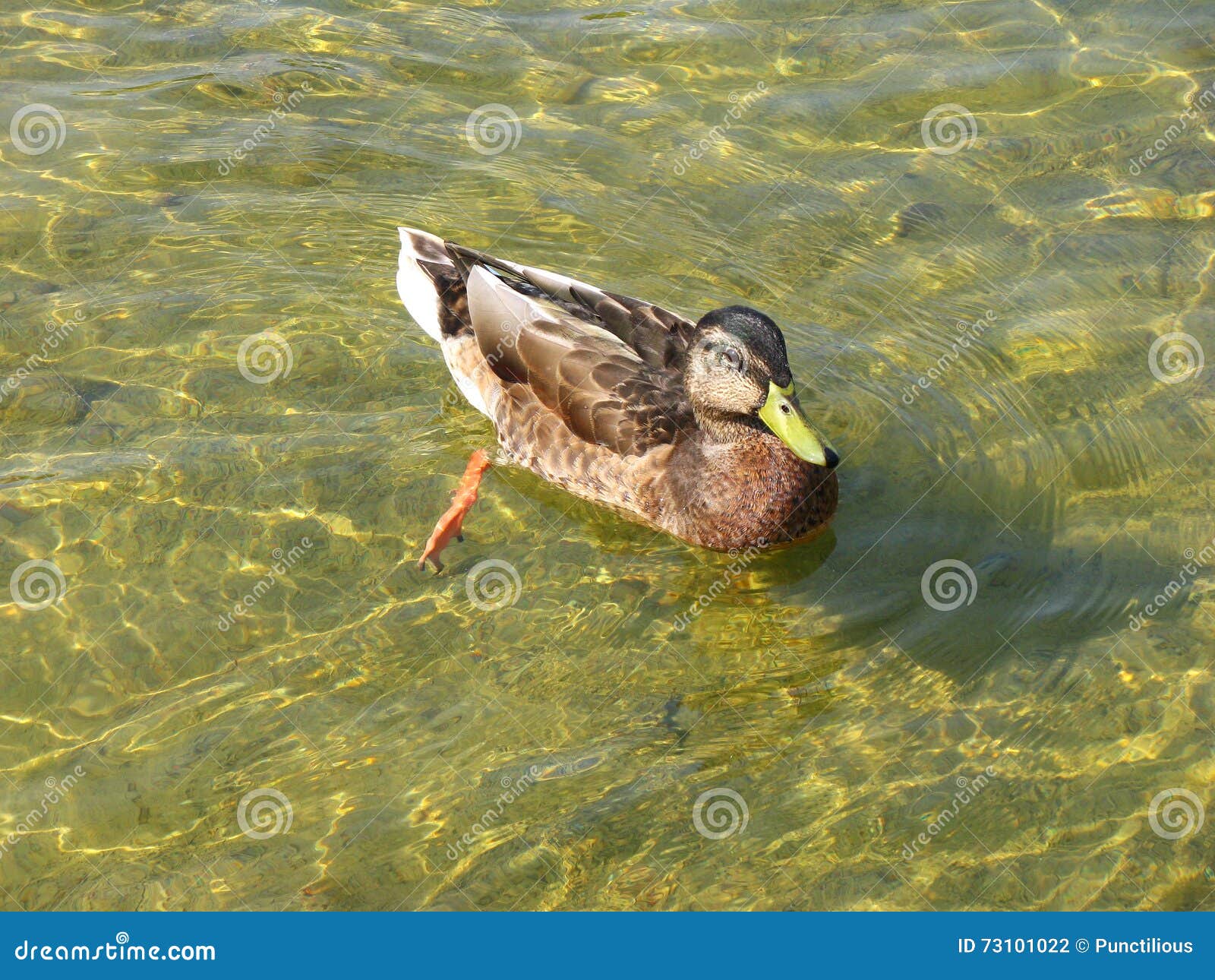 Duck in the pond stock photo. Image of sunny, female - 73101022