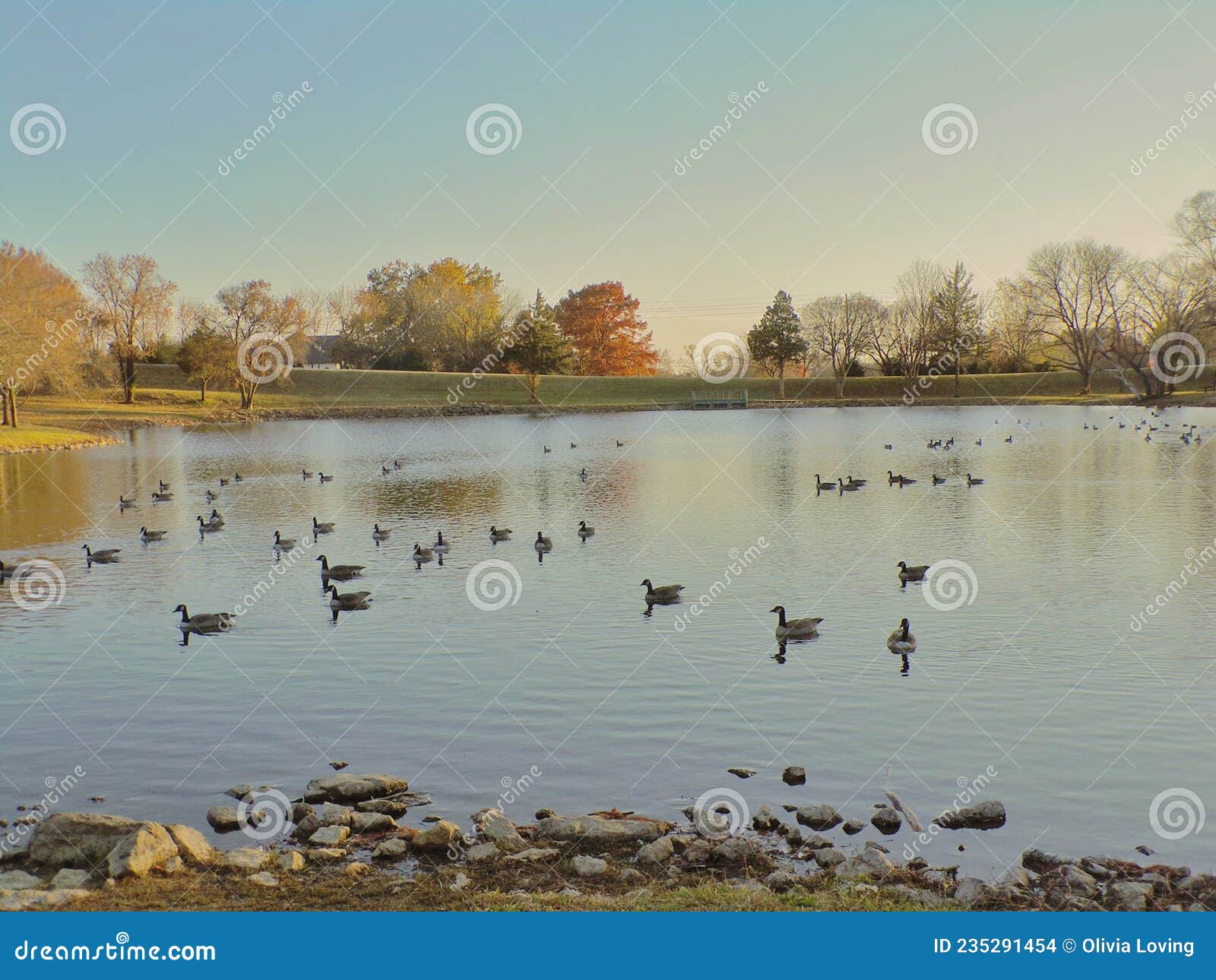 Duck pond at Trail stock photo. Image of pond, autumn - 235291454