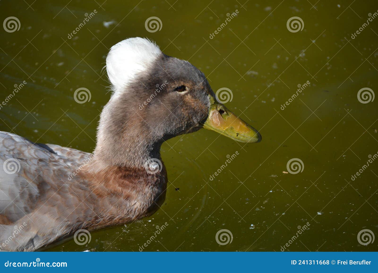 Duck in the Pond with a White Bump on Its Head Stock Photo - Image of ...