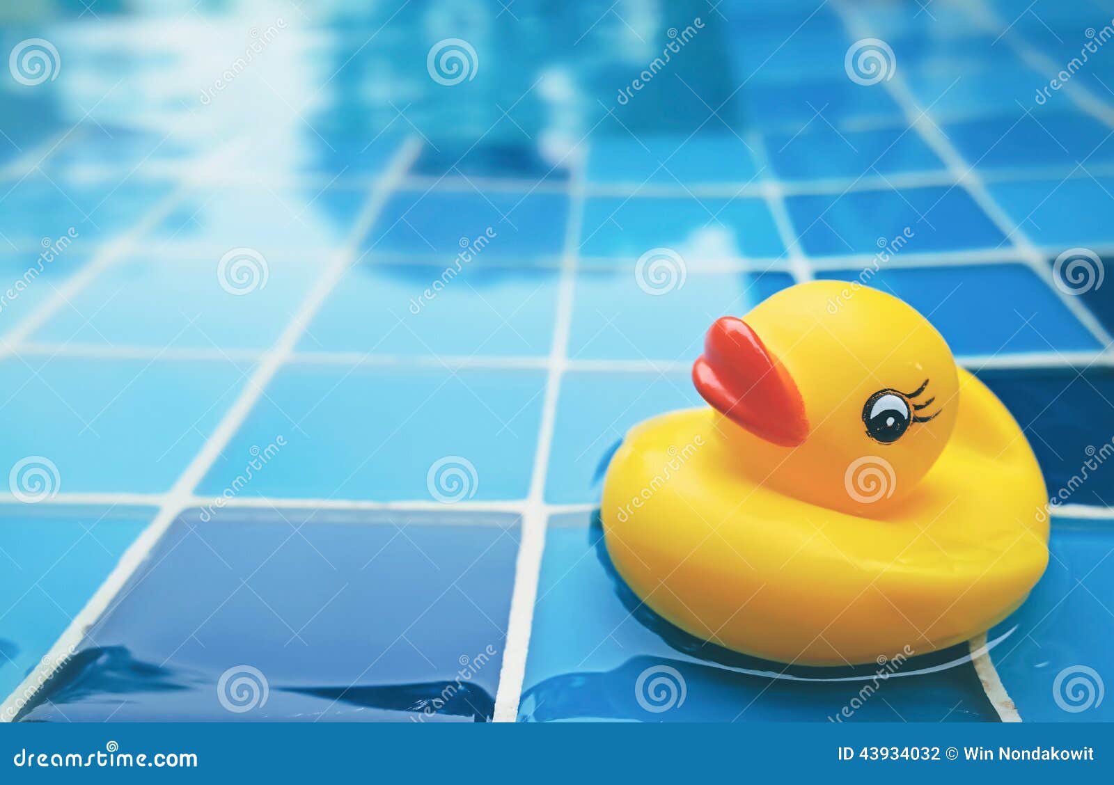 Duck pool stock photo. Image of yellow, summer, duck - 43934032