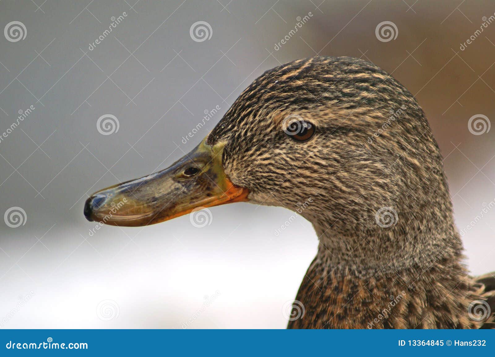 Duck portrait stock image. Image of duck, head, wings - 13364845