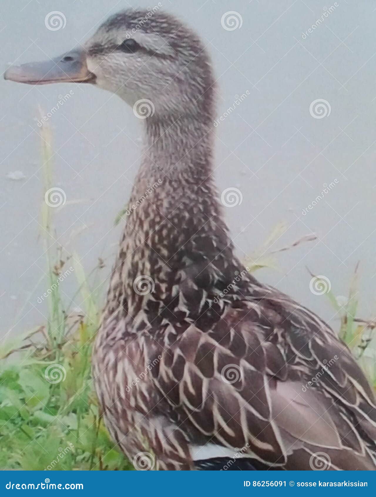 Duck stock image. Image of duck, portrait, animal, nature - 86256091