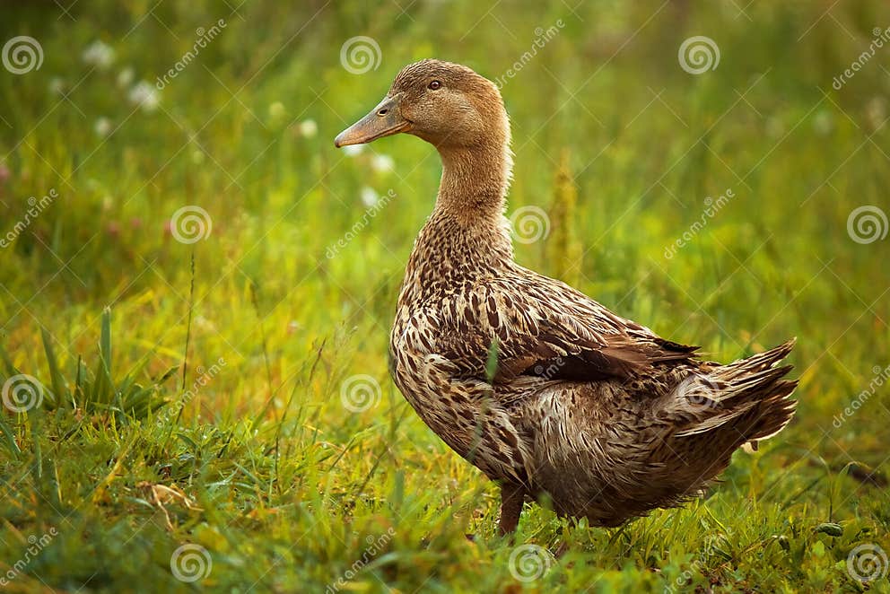 Duck stock image. Image of feathered, house, wing, feathery - 64079133