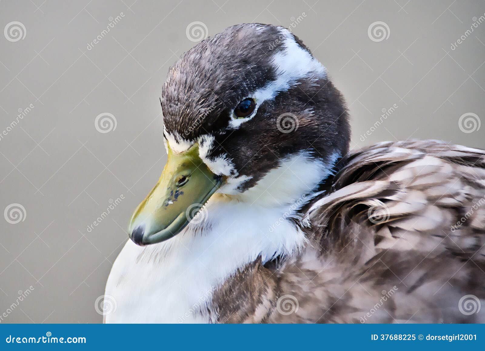 Duck Portrait stock image. Image of duck, bird, closeup - 37688225
