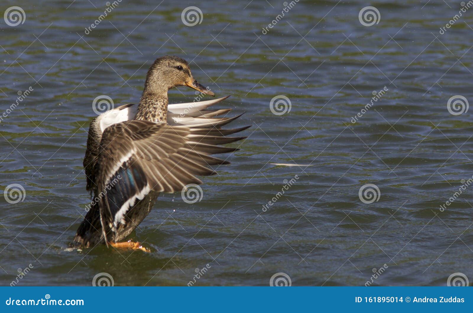 Duck portrait in grey wild stock photo. Image of seagull - 161895014