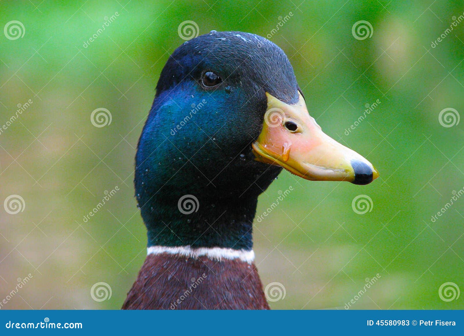 Duck portrait stock image. Image of posing, natural, beautiful - 45580983