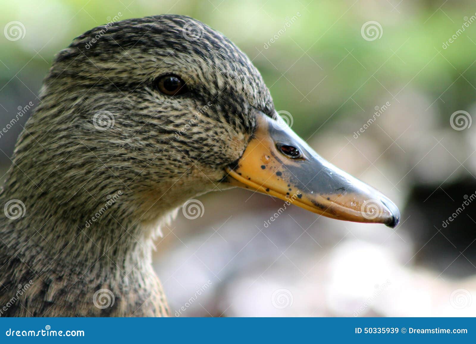 Duck portrait stock image. Image of duckling, side, brown - 50335939
