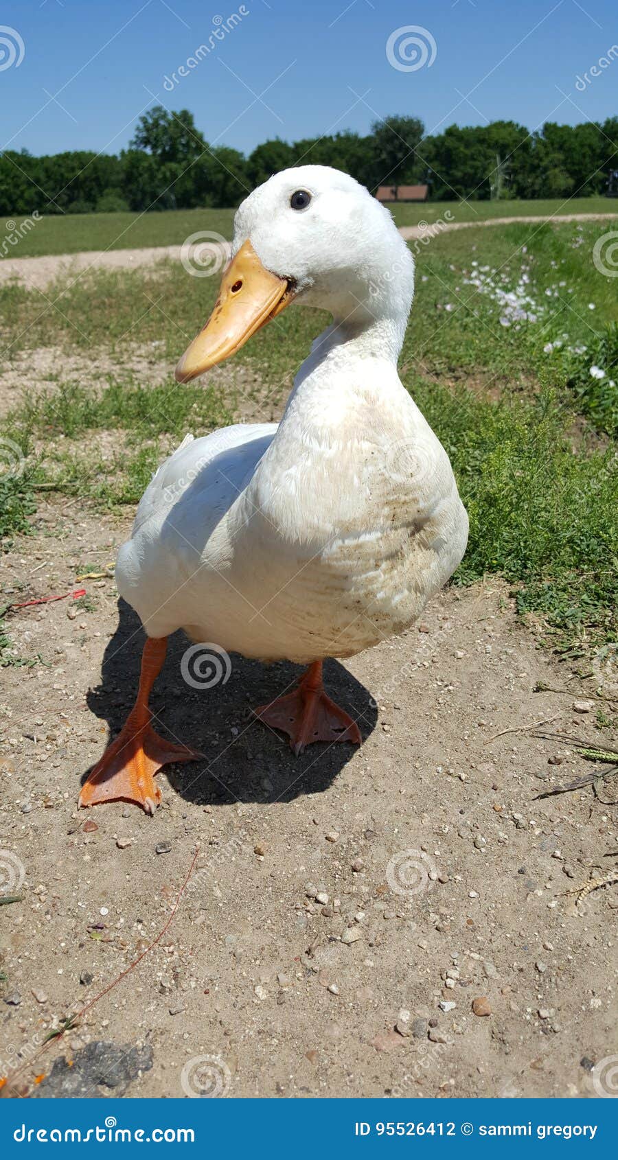 Duck pose stock photo. Image of pond, duck, wildlife - 95526412