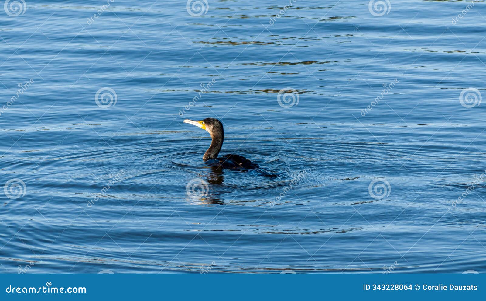 A Duck Poses Quietly on the Water Stock Photo - Image of fish, outdoors ...