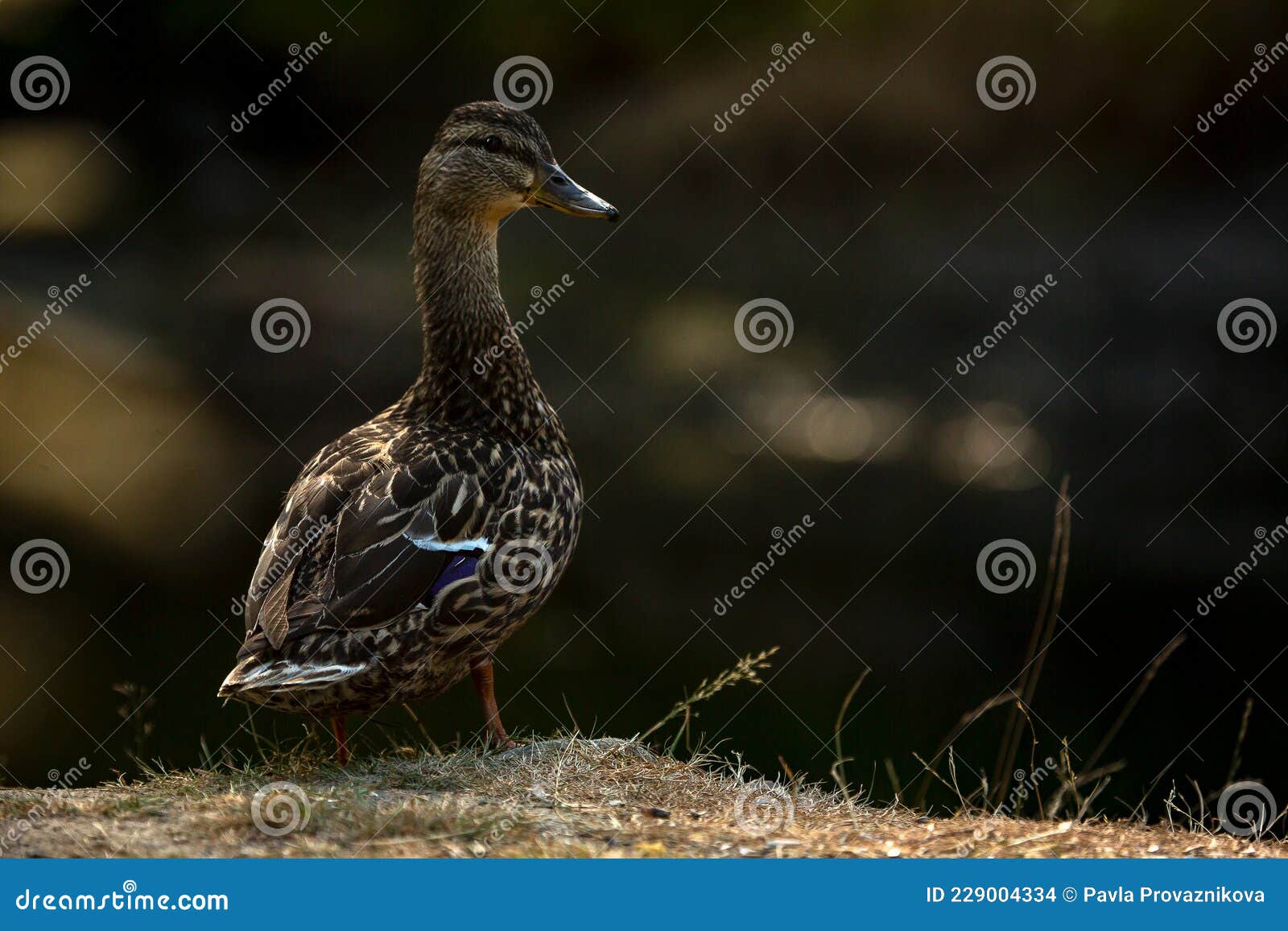 A Duck Posing Like a Professional Model Stock Photo - Image of head ...