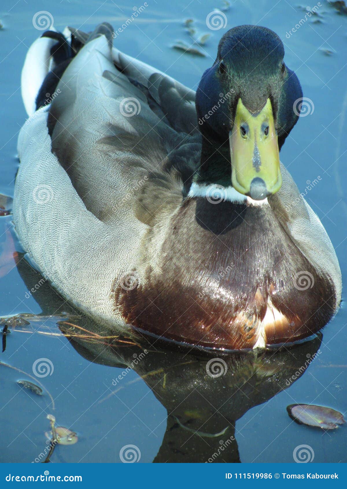 Duck Posing for a Photo Shoot Stock Photo - Image of duck, shoot: 111519986