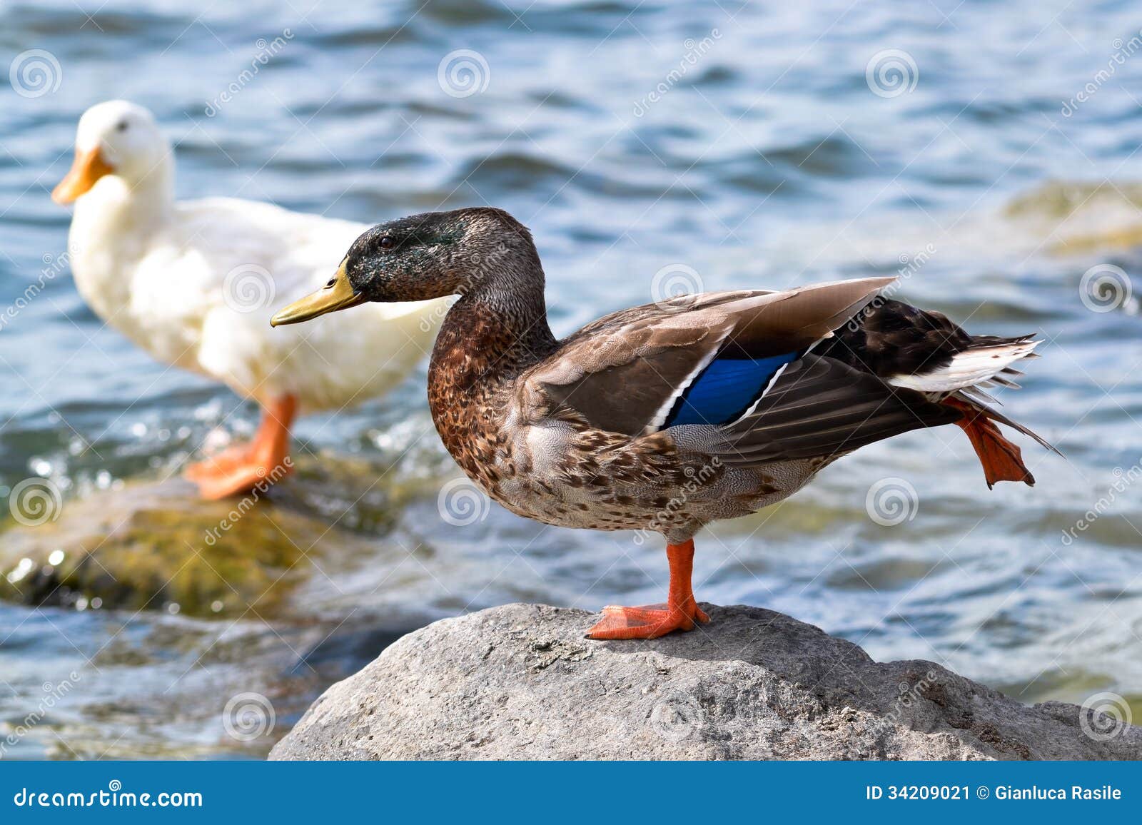 Duck posing stock image. Image of goose, exercise, animal - 34209021