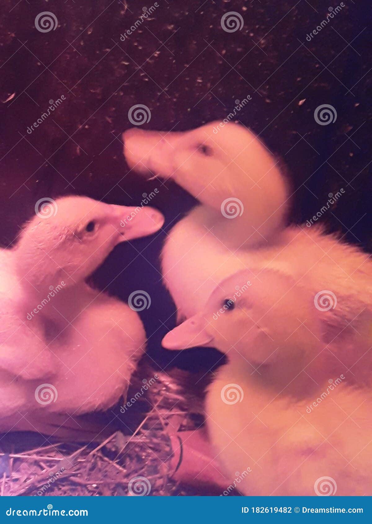 Duck power pet farmers stock photo. Image of face, finger - 182619482