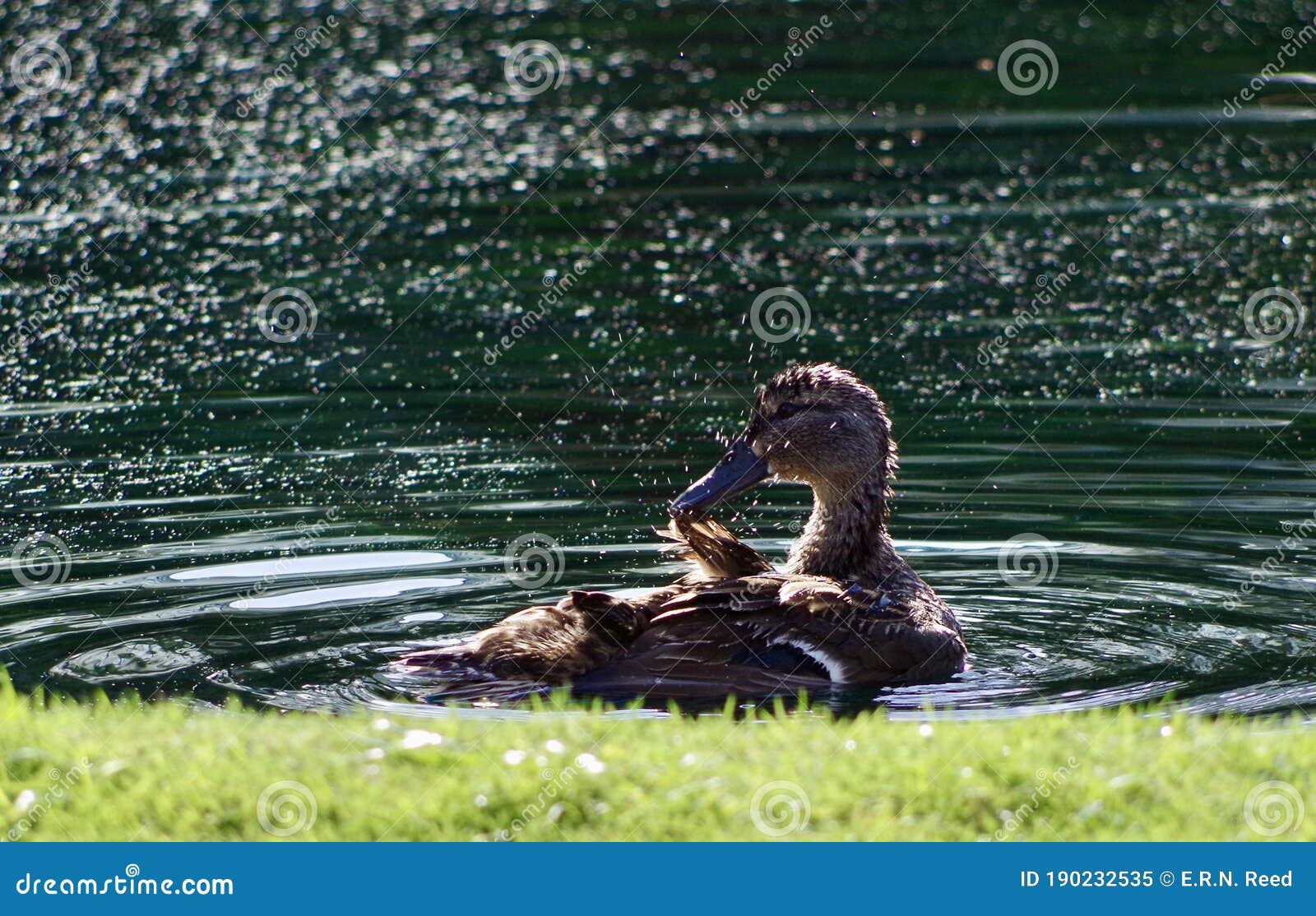 Duck preening and bathing stock image. Image of texas - 190232535