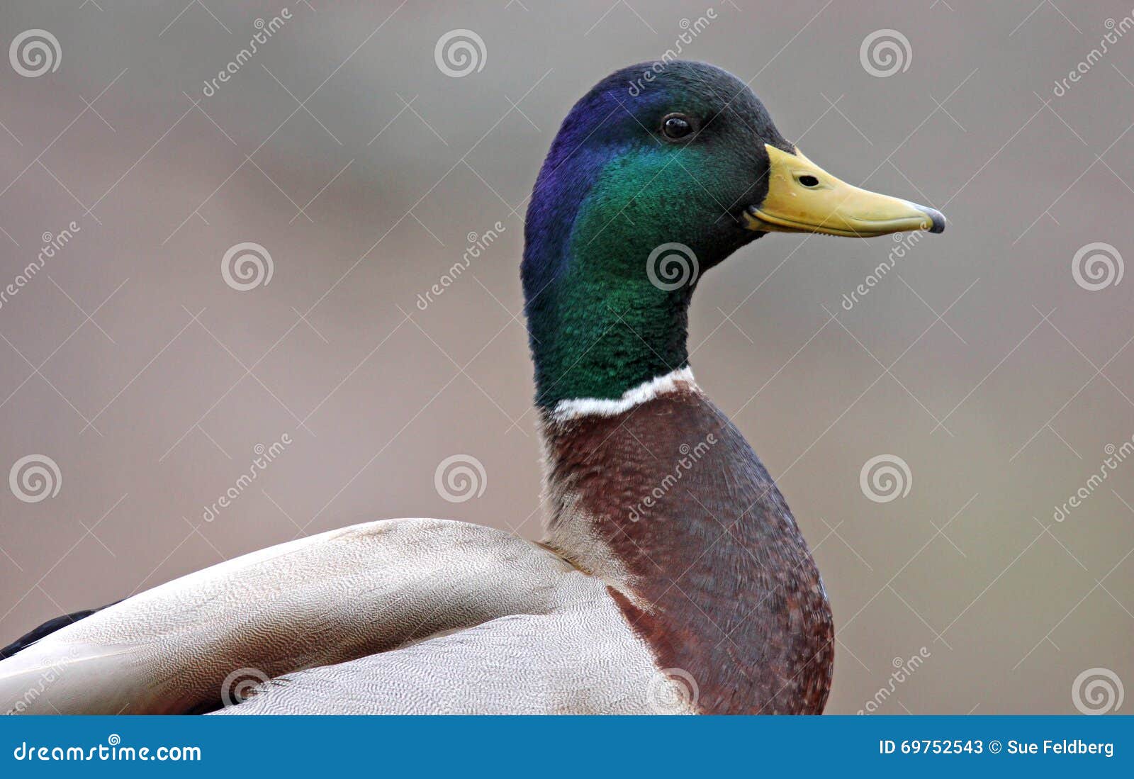 Duck Profile imagen de archivo. Imagen de perfil, brillante - 69752543