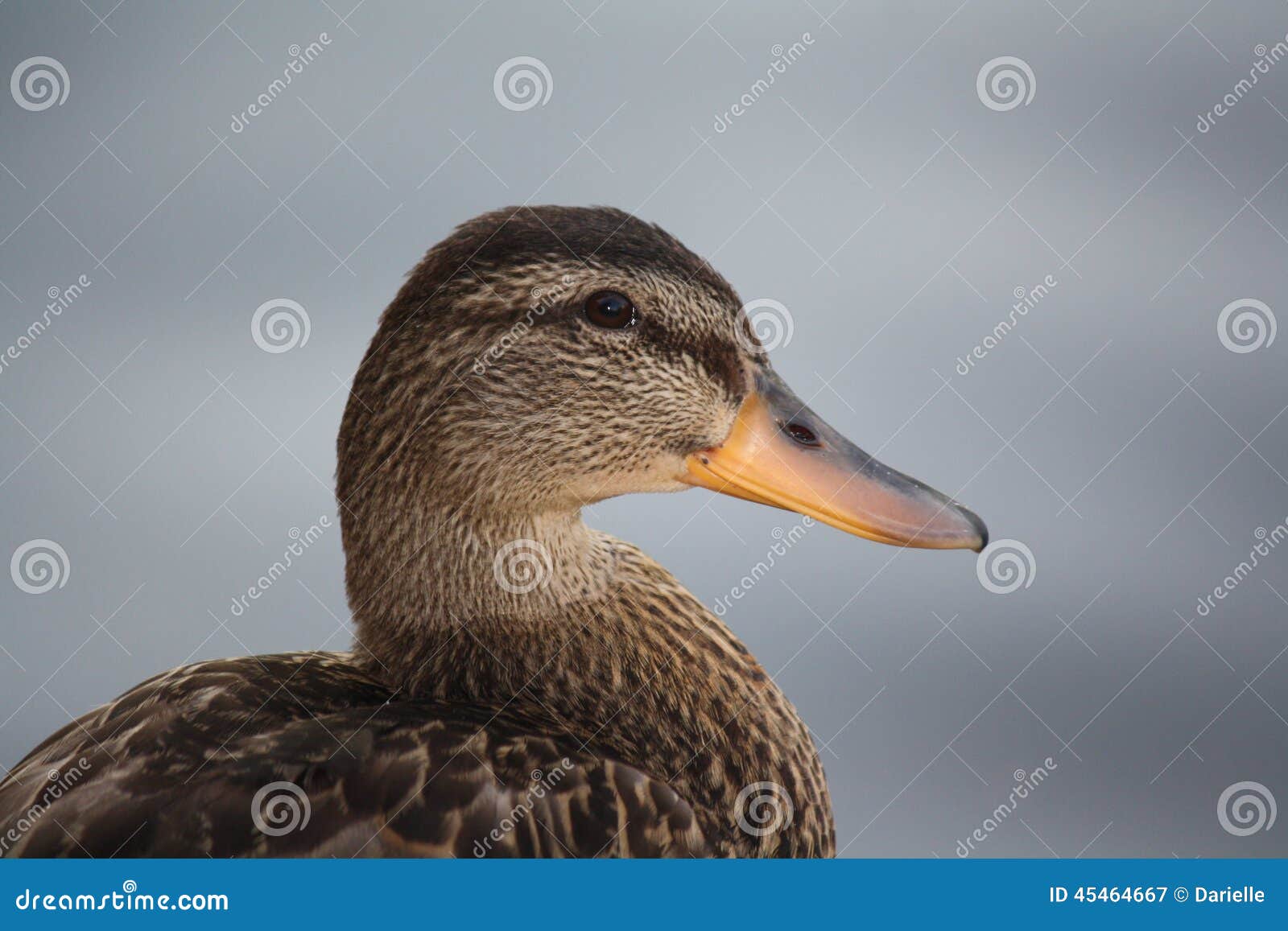 Duck In Profile Floats Cleaving The Smooth Surface Of The Water Stock ...