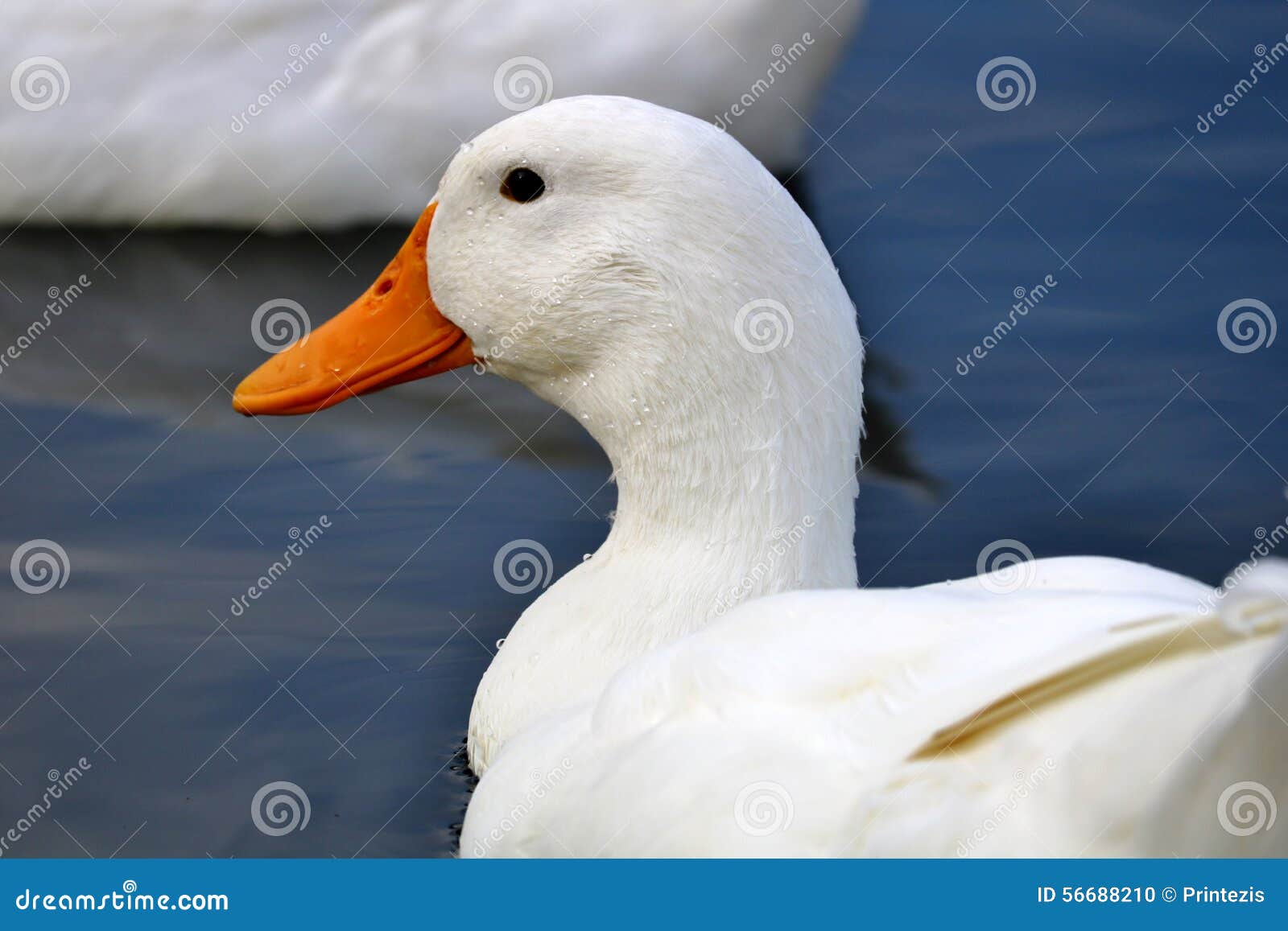 Duck Profile stock photo. Image of detail, clean, neck - 56688210