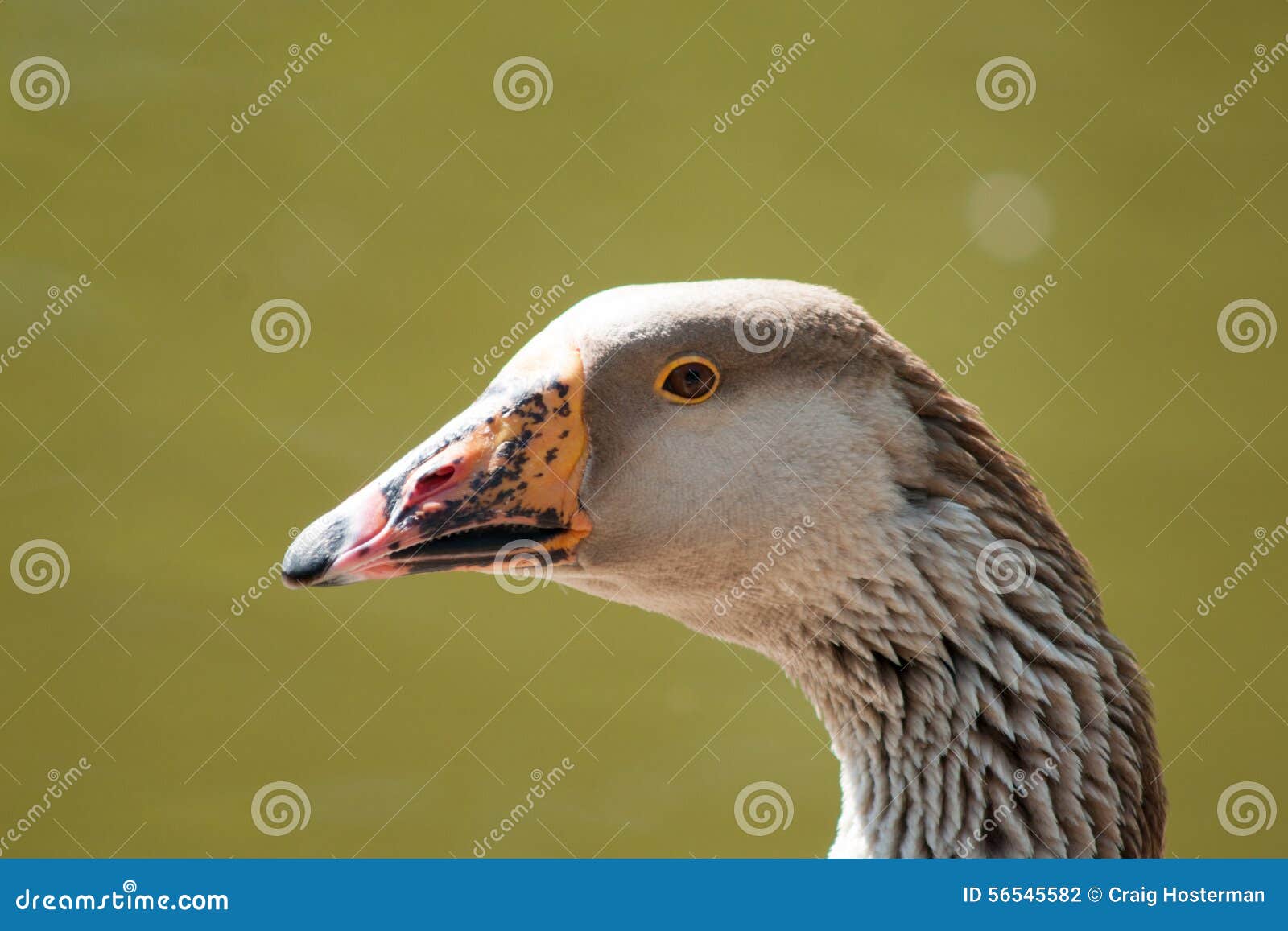 Duck Profile stock photo. Image of mammal, bird, feathers - 56545582
