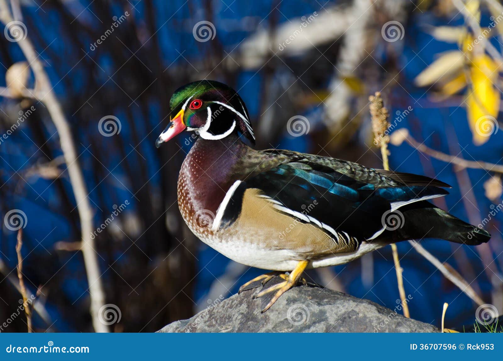 Duck Profile De Madeira Masculino No Outono Foto de Stock - Imagem de ...