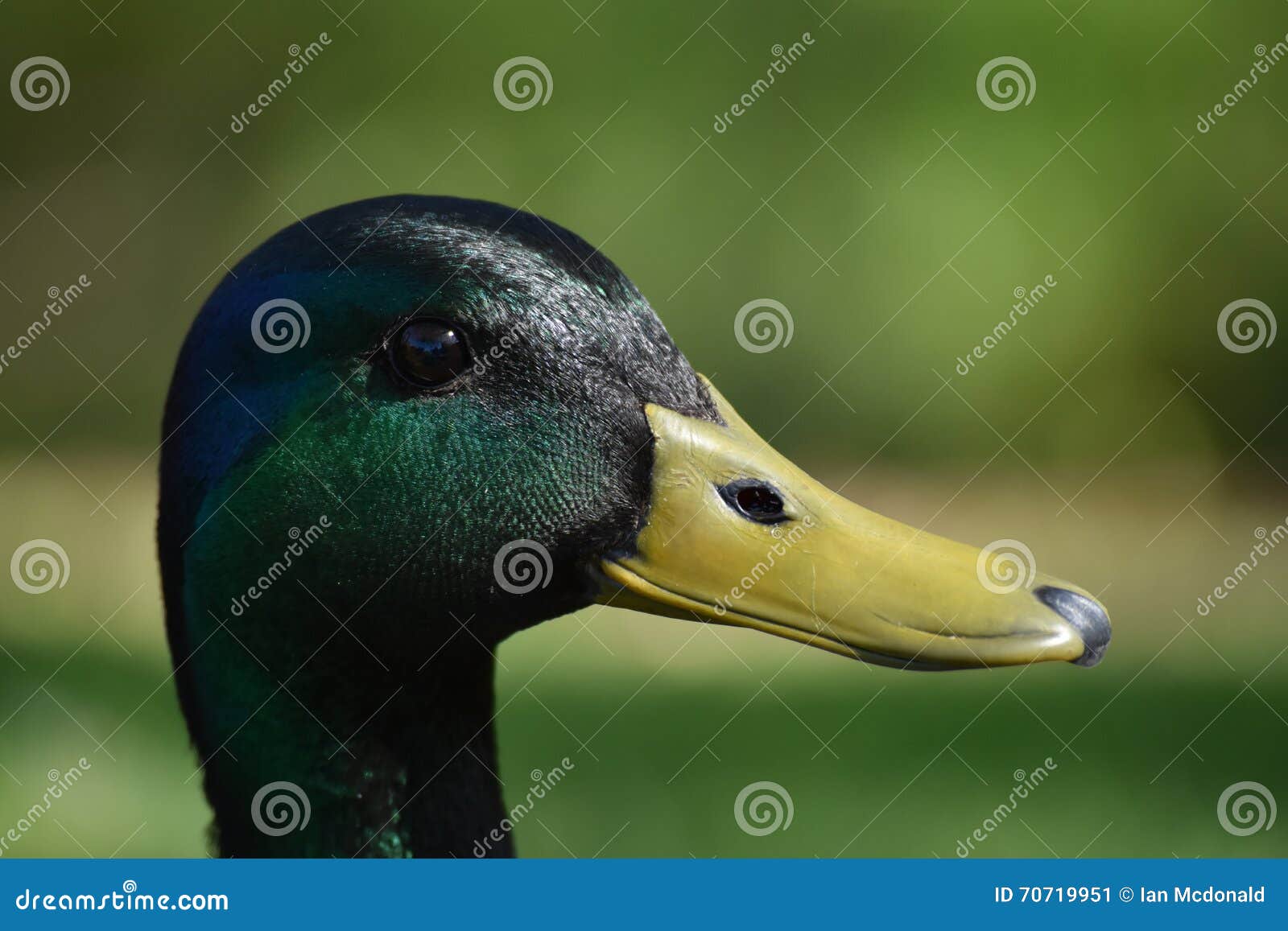 Duck Profile stock image. Image of bird, close, animal - 70719951