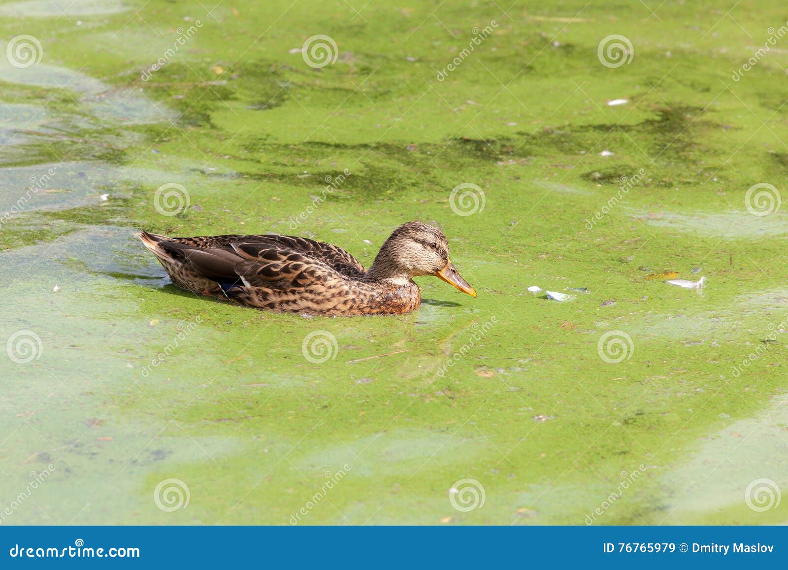 Duck in profile stock image. Image of environment, outdoors - 76765979