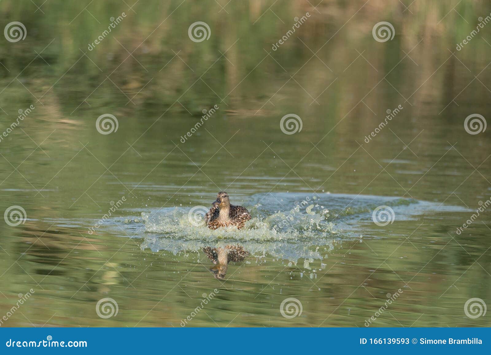 Duck Puddles in Water Making Splashes Stock Image - Image of closeup ...