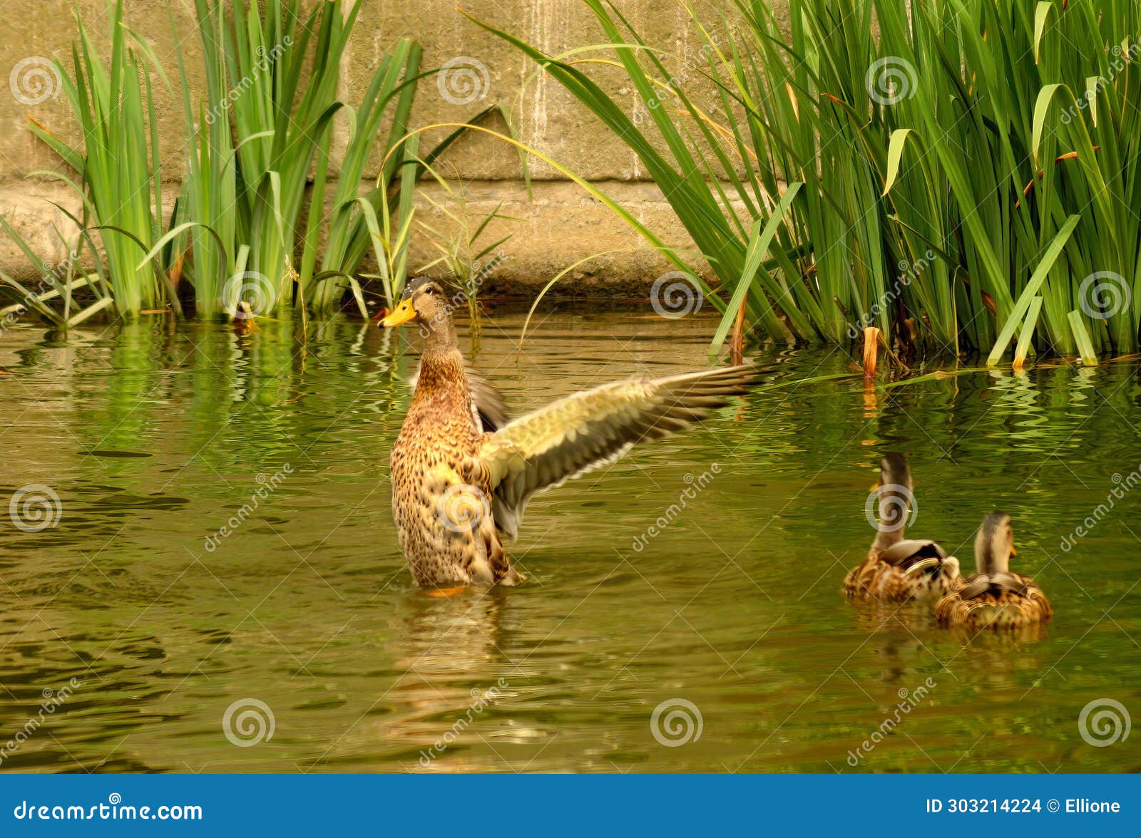 Duck with Pups on the Old Reservoir. Stock Photo - Image of chicks ...