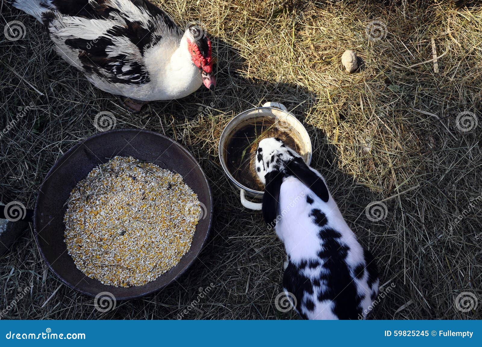 Duck and rabbit stock image. Image of chicken, rabbit - 59825245