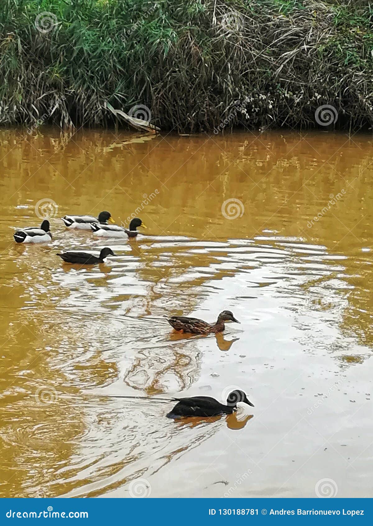 Duck race stock image. Image of race, swimming, making - 130188781